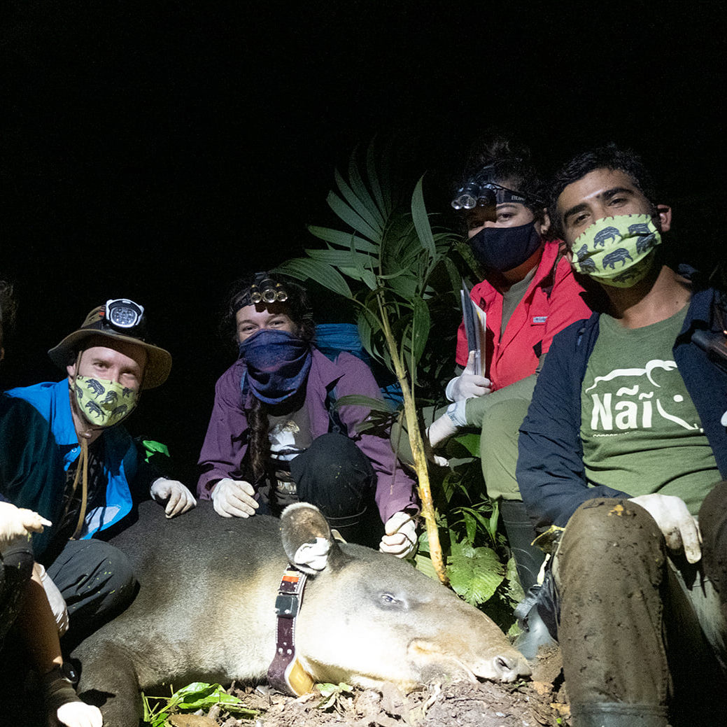 Wildlife Tracking | MetOcean Telematics